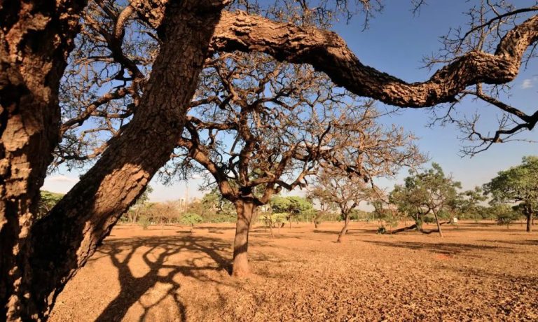 Nordeste enfrenta aumento da seca e Pernambuco adota convivência com o ...